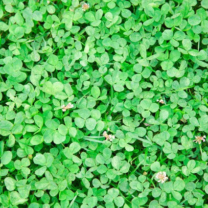 Feeding Clover to Horses: Slobber, Clover Toxicity, and Horse Health ...