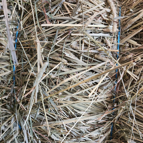 Timothy Hay vs Orchard Grass Hay – Foxden Equine