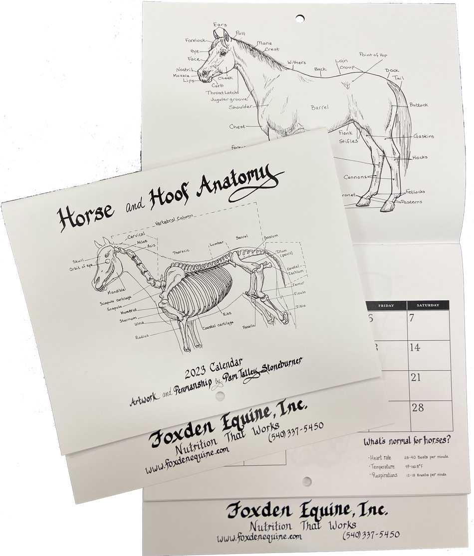 Horse & Hoof Anatomy Calendar – Foxden Equine